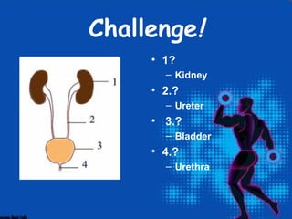 Human body systems | PPT