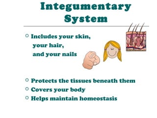 Human body systems | PPT