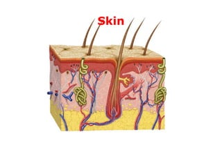 Human body systems | PPTX