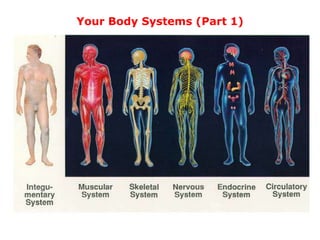 Human body systems | PPTX