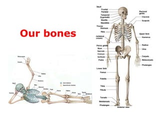Human body systems | PPTX