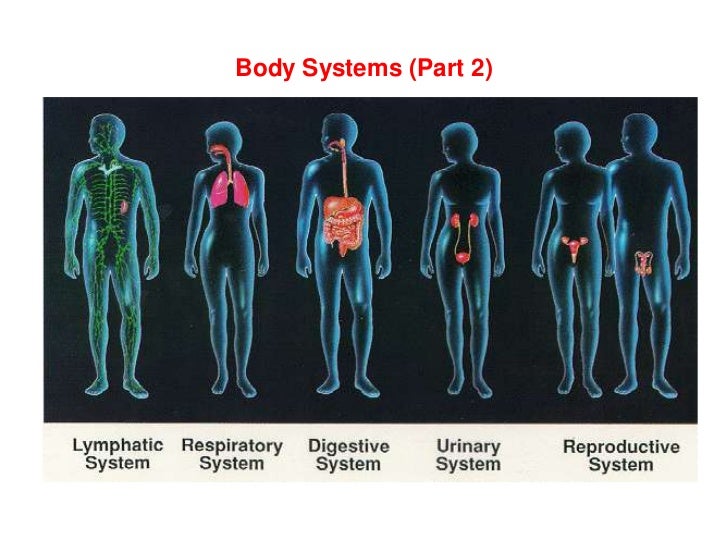 Human body systems