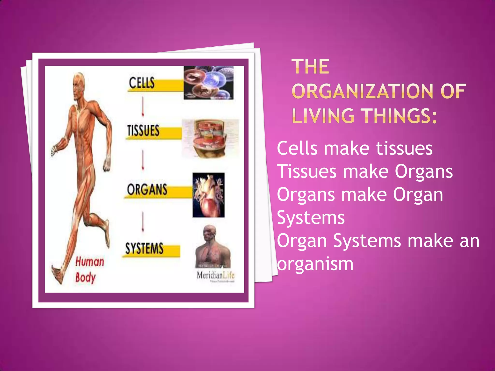 Human body systems | PPT