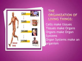 Human body systems | PPT