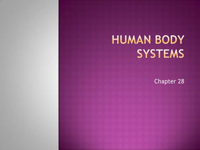 Human body systems | PPT