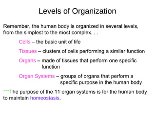 Human bodysystems | PPT