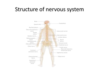 Human body systems | PPT