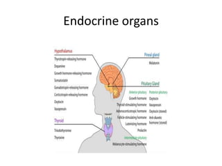 Human body systems | PPT