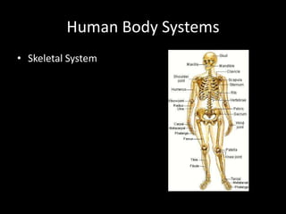 Human body systems | PPTX | Biological Sciences | Science