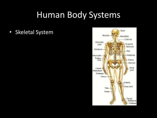 Human body systems | PPTX | Biological Sciences | Science