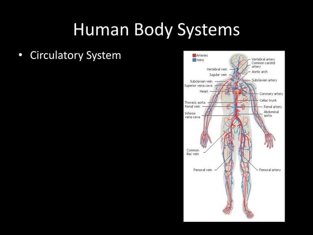 Human body systems | PPT