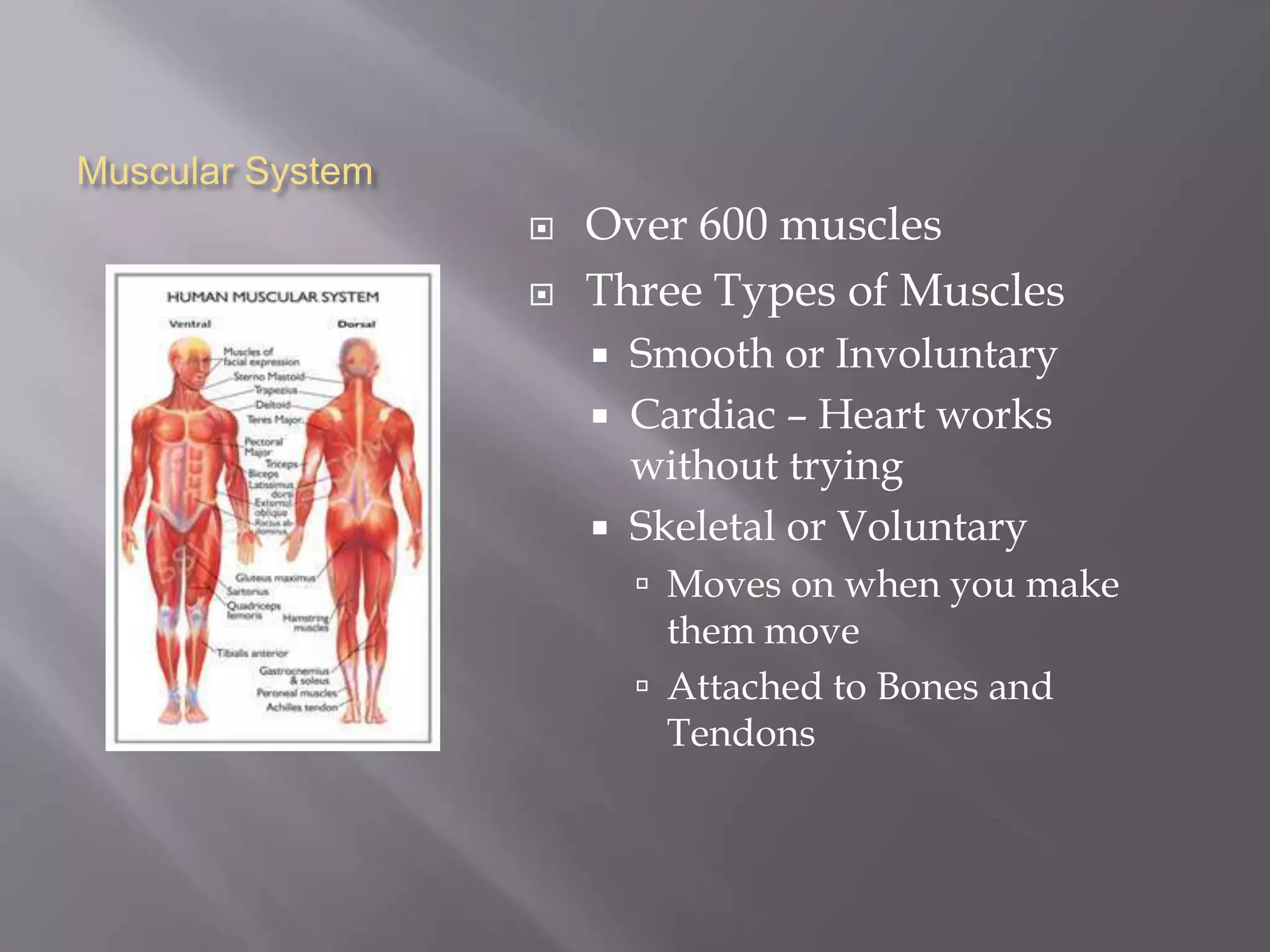 Human body systems | PPT