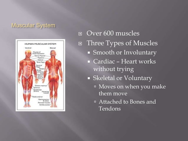 Human body systems | PPT