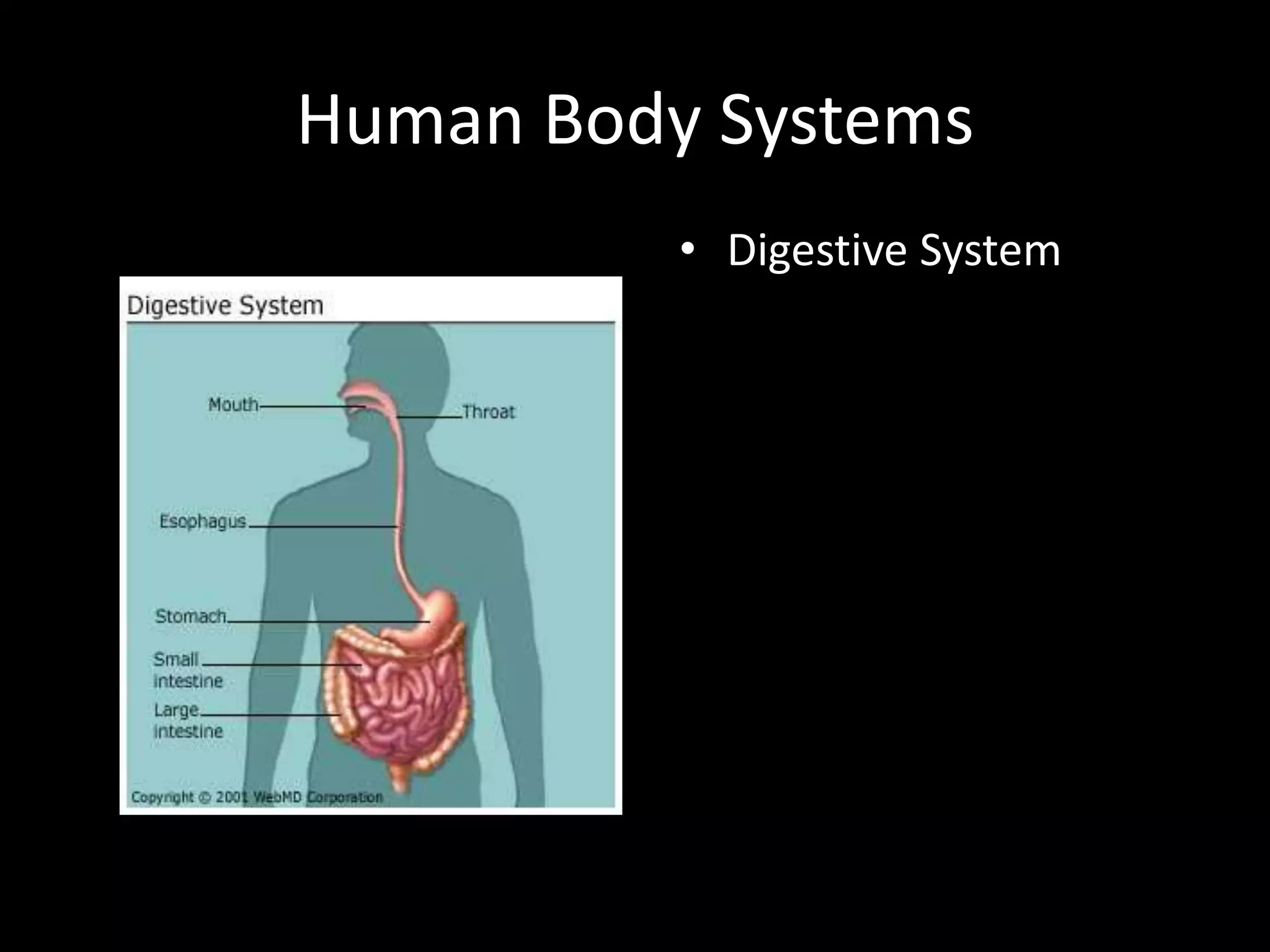 Human body systems | PPT
