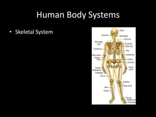 Human body systems | PPT