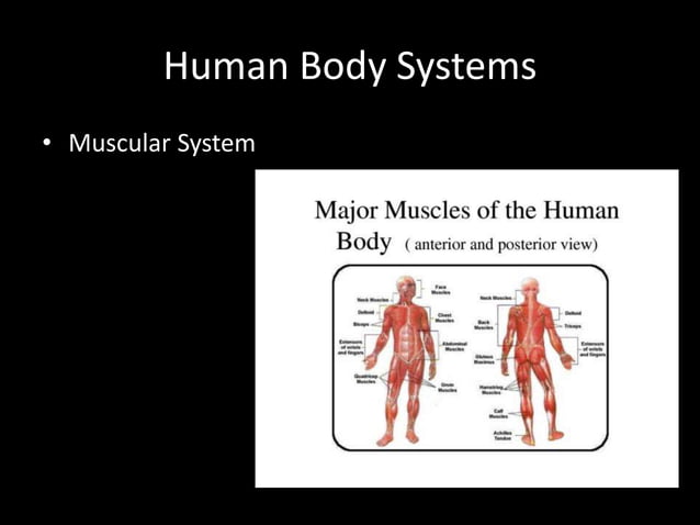 Human body systems | PPT