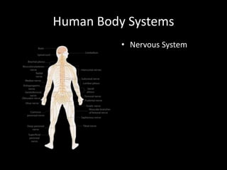 Human body systems | PPT