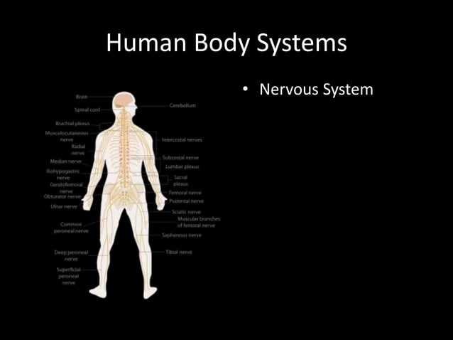 Human body systems | PPT