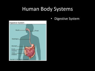 Human body systems | PPT