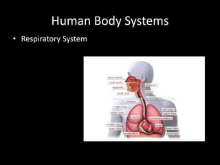 Human body systems | PPT