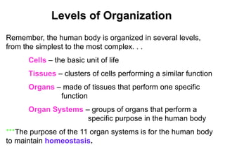Human bodysystems | PPTX