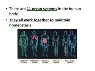Human body systems general overview | PPT | Bone and Joint Conditions ...