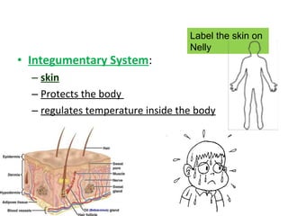 Human body systems general overview | PPT | Bone and Joint Conditions ...