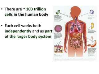 Human body systems general overview | PPT | Bone and Joint Conditions ...