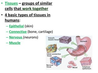 Human body systems general overview | PPT | Bone and Joint Conditions ...