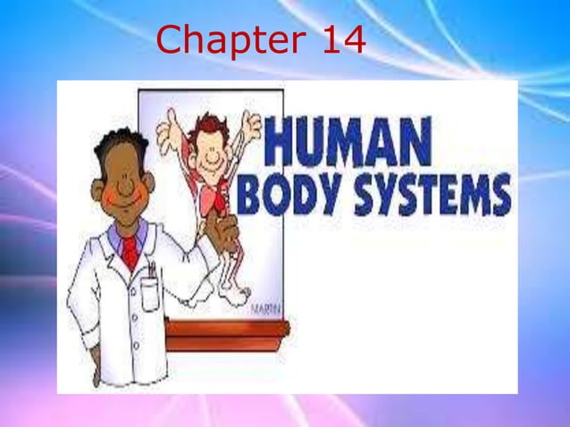 Chapter 4 : Human Body Systems | PPTX