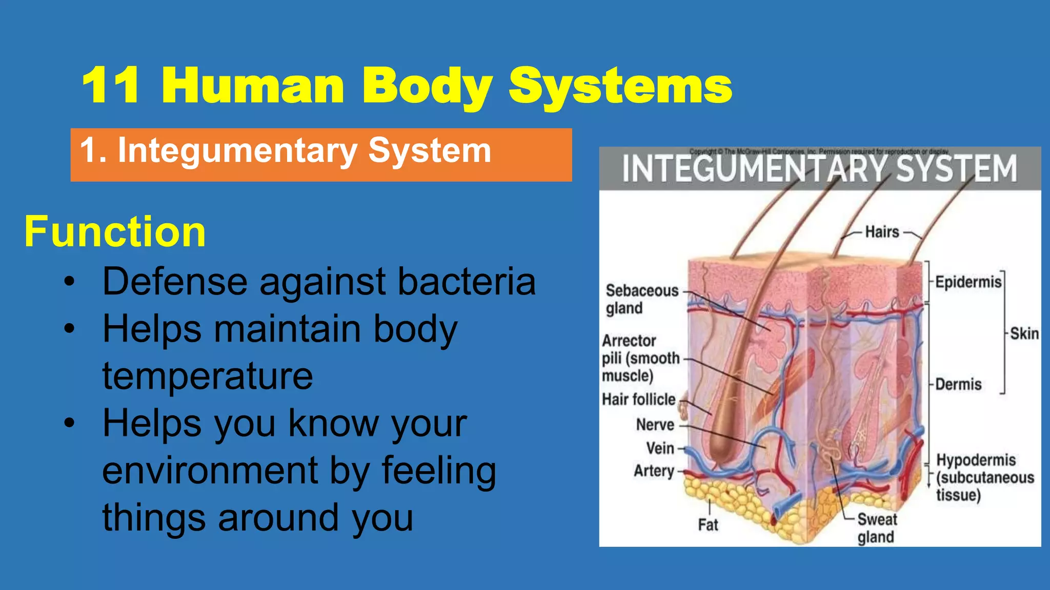 Human body systems | PPTX
