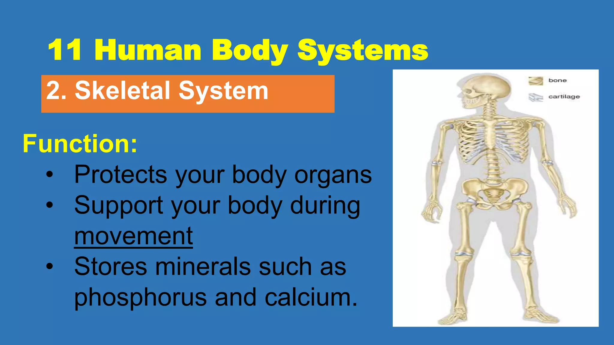 Human body systems | PPTX