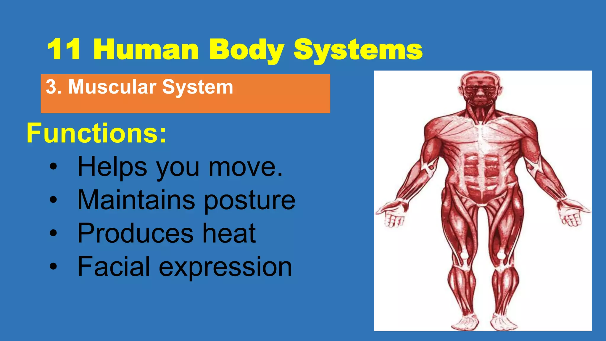 Human body systems | PPTX