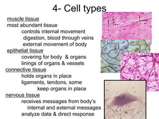 HumanBodySystems.pdf