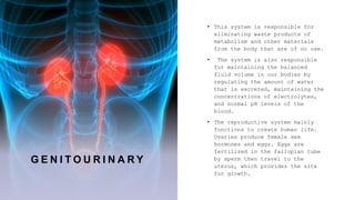 Human body systems.pptx