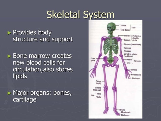 Human Body Systems.ppt