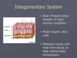 Human Body Systems.ppt