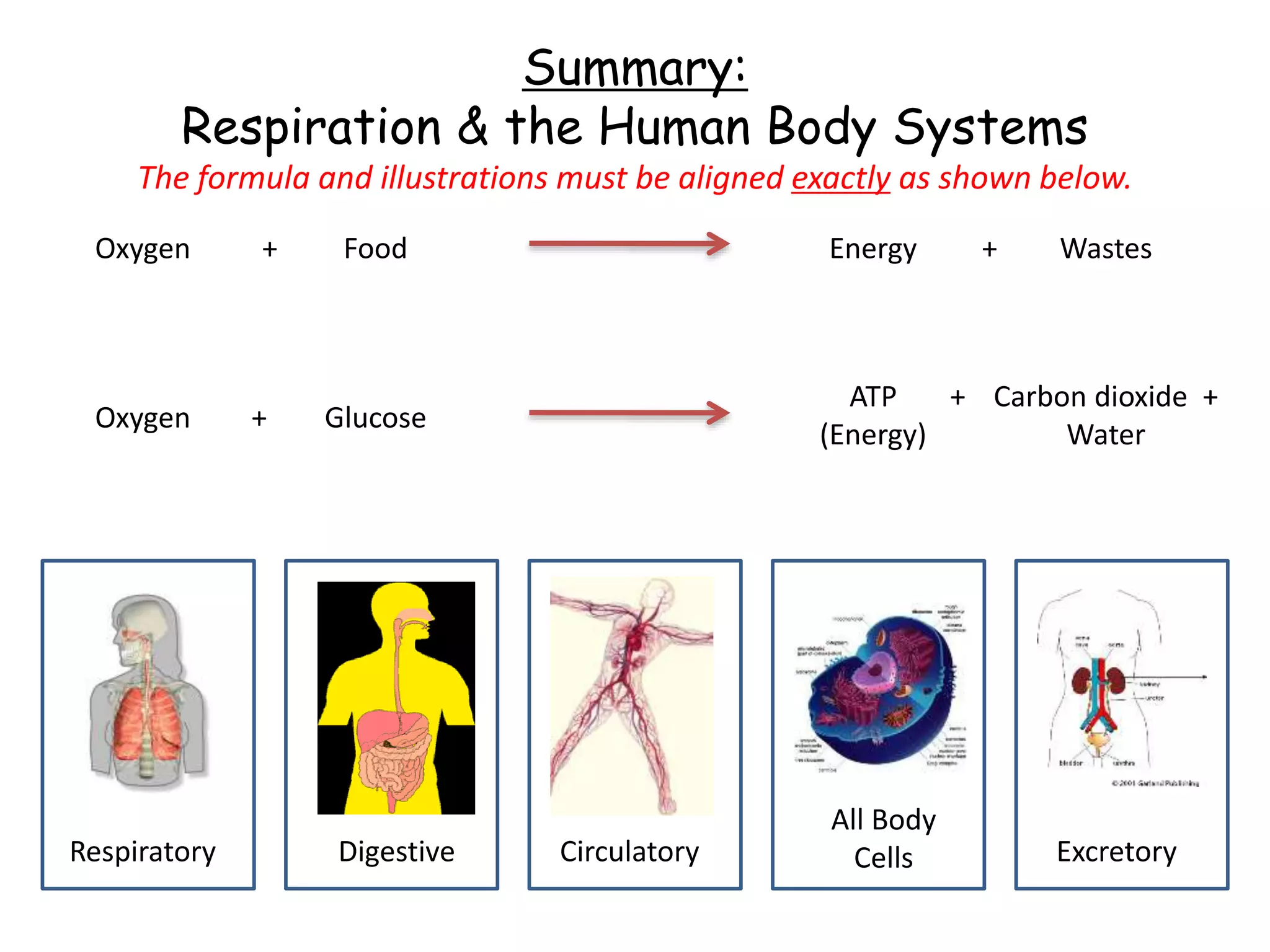 Human Body Systems rrrr.ppt