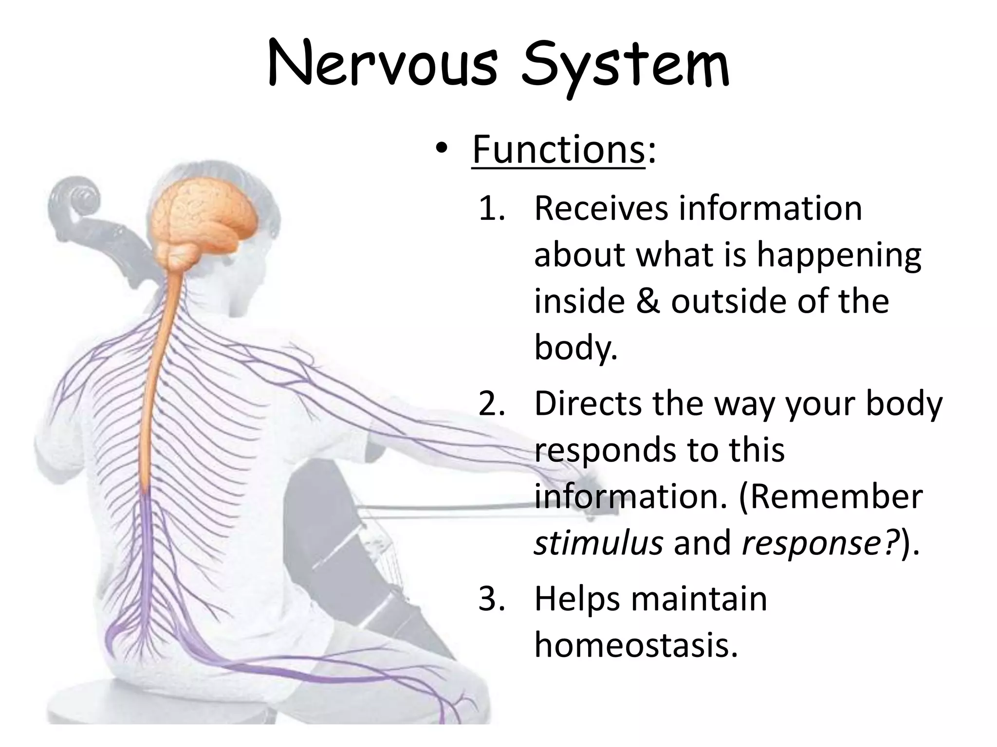 Human Body Systems.ppt