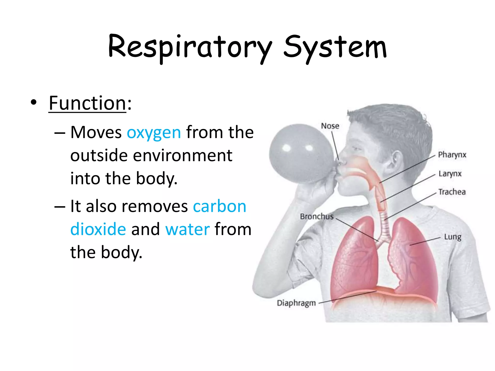 Human Body Systems.ppt