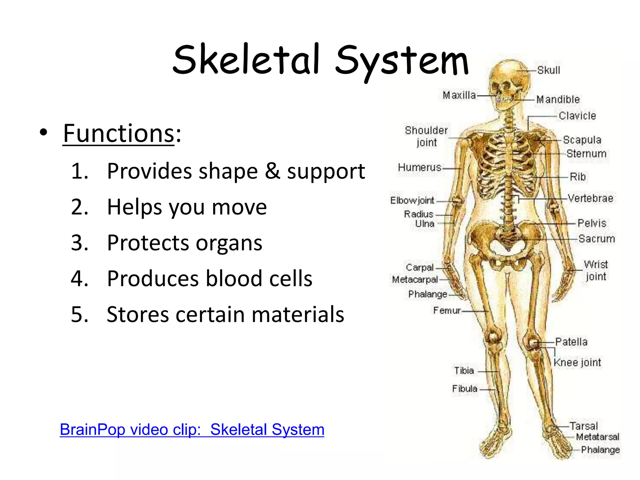 Human Body Systems.ppt