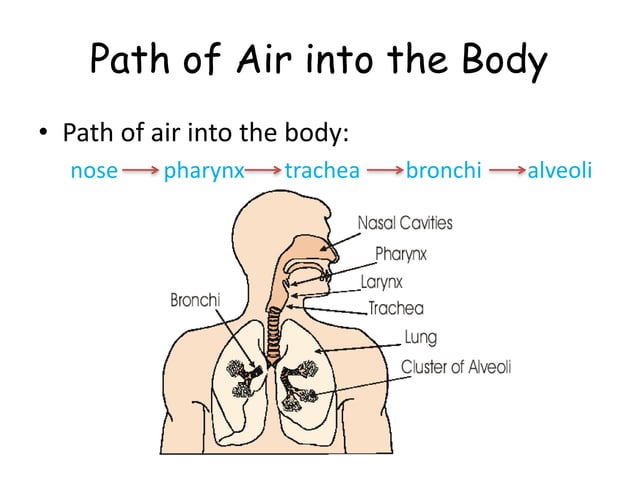 Human Body Systems.ppt