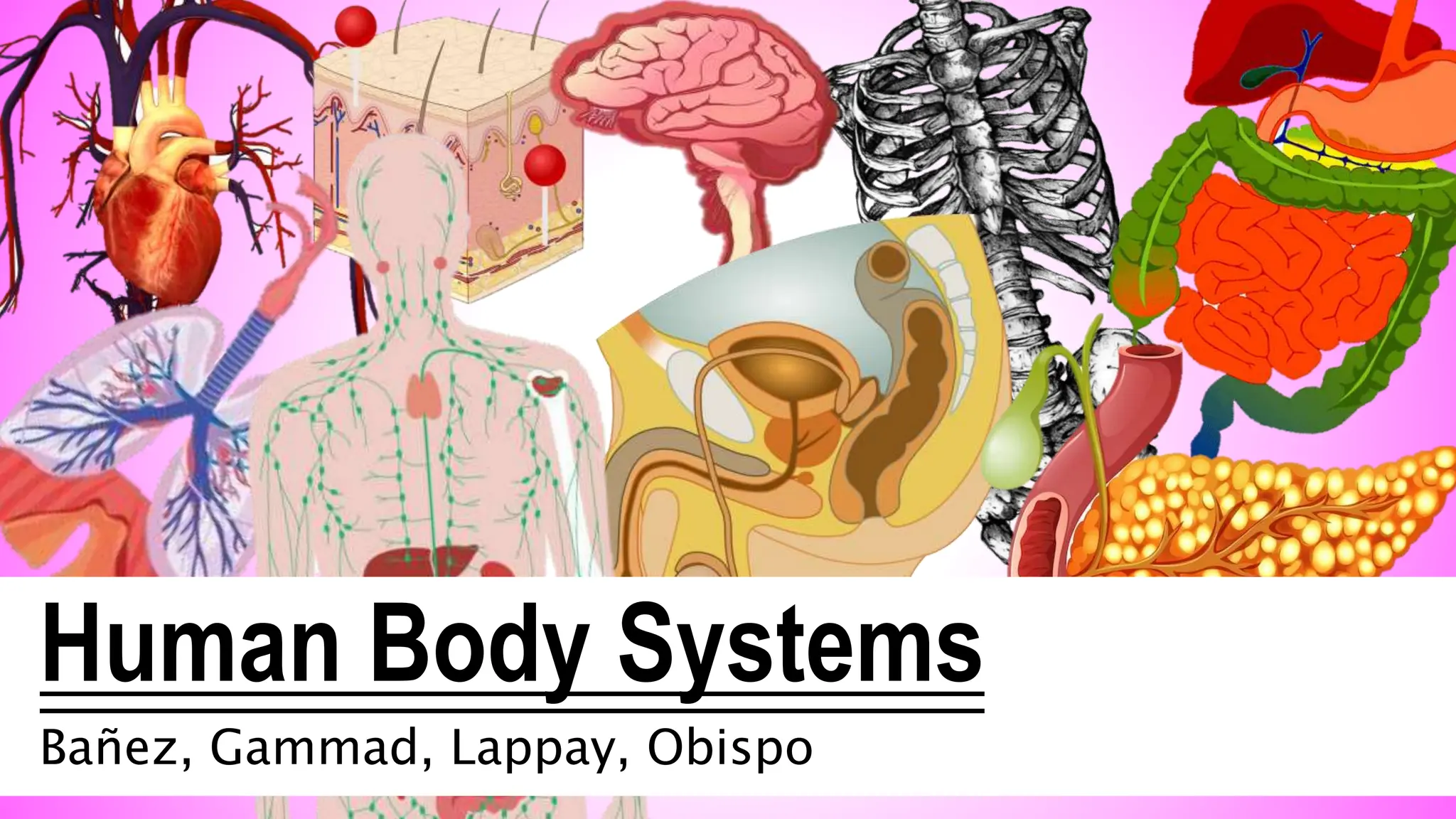 Anatomy and Biology the Human Body Systems | PPT