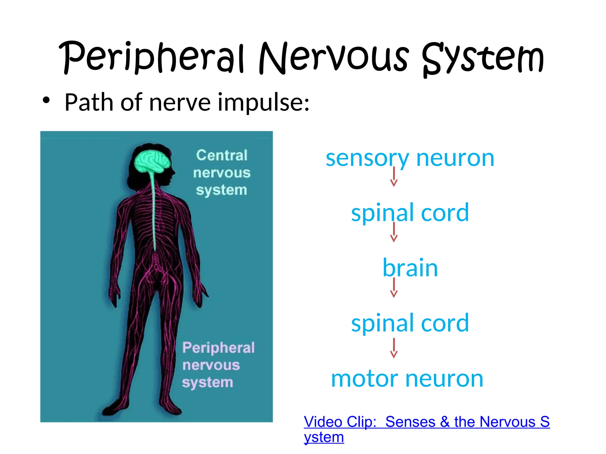 Animals' Specialized Structures and Human Body Systems.ppt