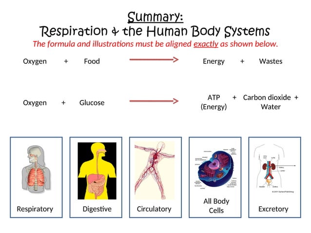 Animals' Specialized Structures and Human Body Systems.ppt