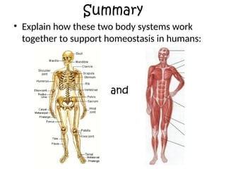 Identifying the different Human Body Systems.ppt