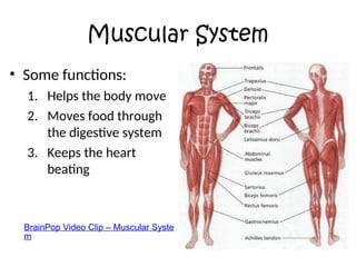 Identifying the different Human Body Systems.ppt