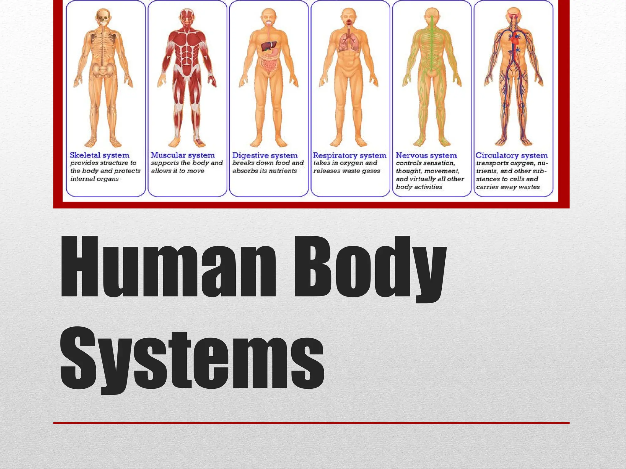 Human Body Systems: Organ systemsss.pptx