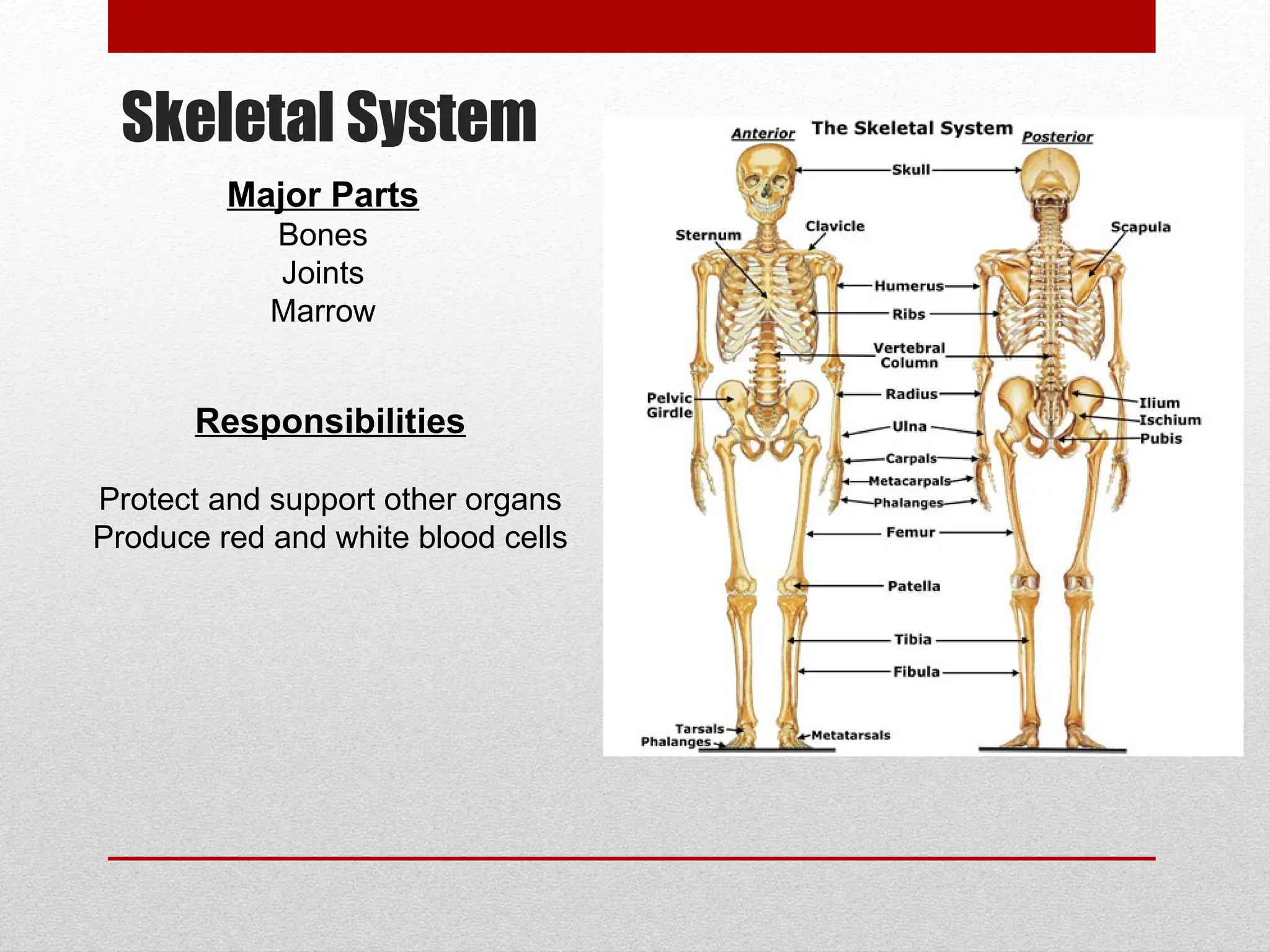 Human Body Systems: Organ systemsss.pptx
