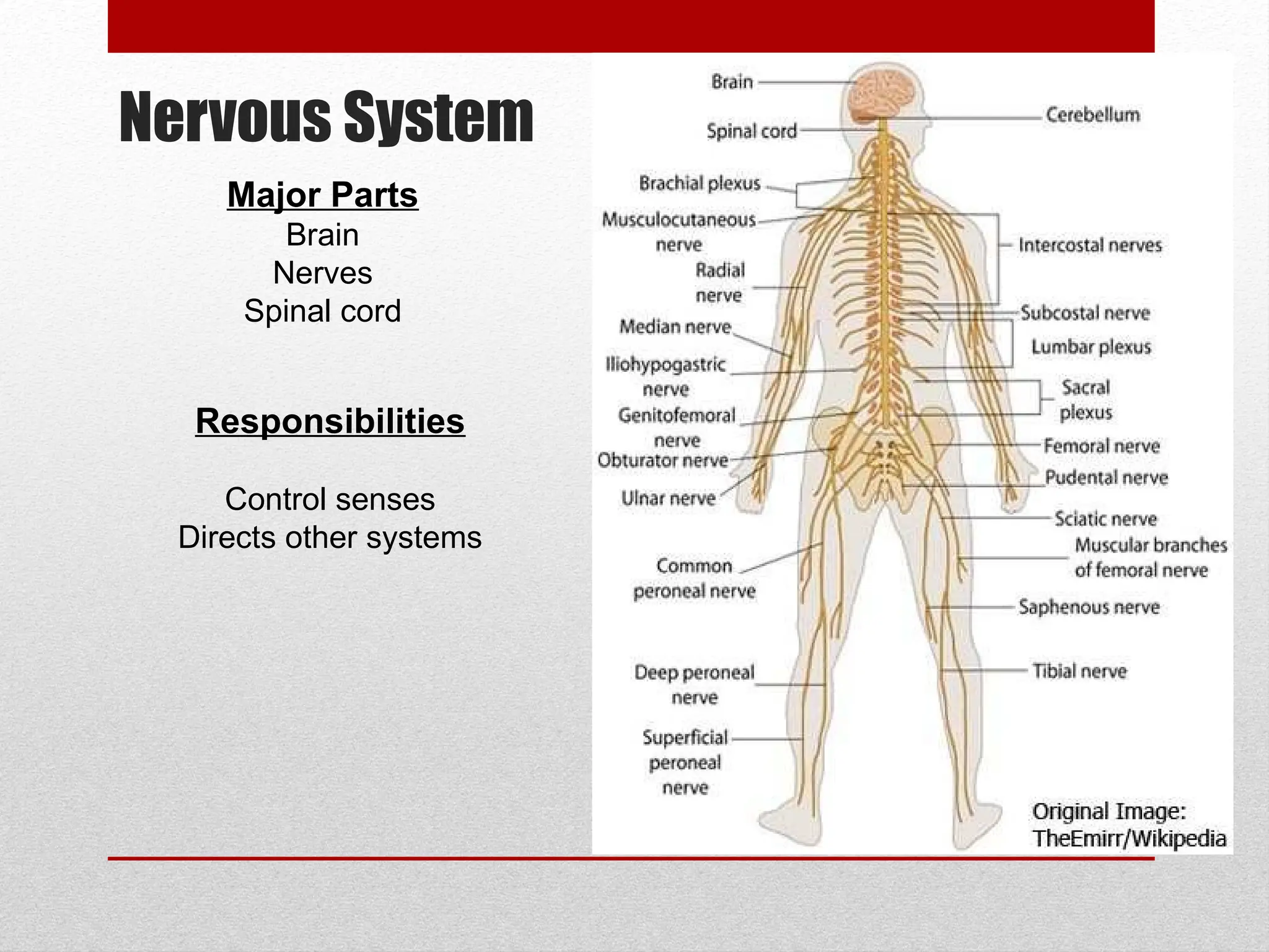 Human Body Systems: Organ systemsss.pptx
